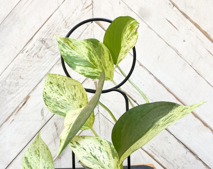 DECORATIVE PLANT STAKE for Climbing and Vining Indoor Plants - Etsy