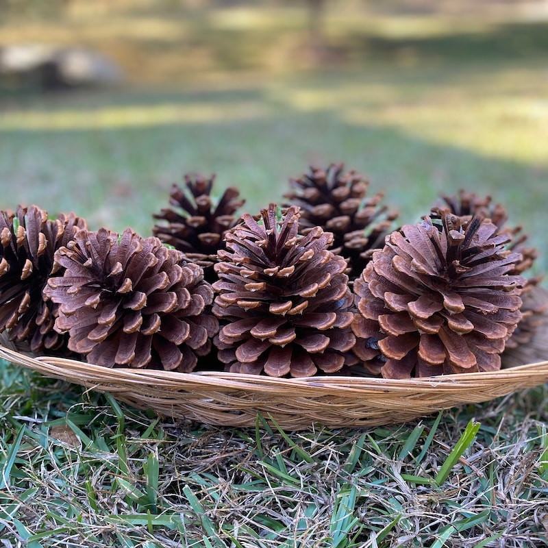 Extra Large Pine Cones - Etsy