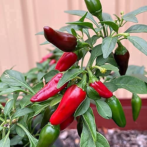 Prairie Fire Chilli Plants - 6 X or 12 X Large Plug Plant Pack - Etsy UK