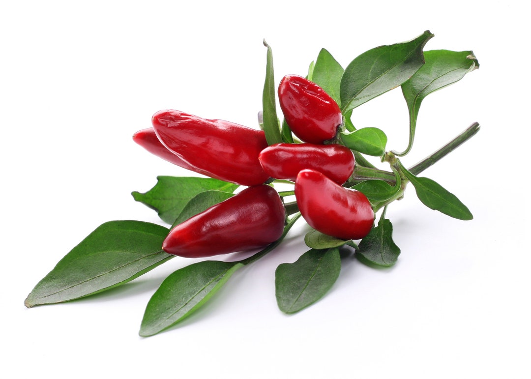 Prairie Fire Chilli Plants - 6 X or 12 X Large Plug Plant Pack - Etsy UK