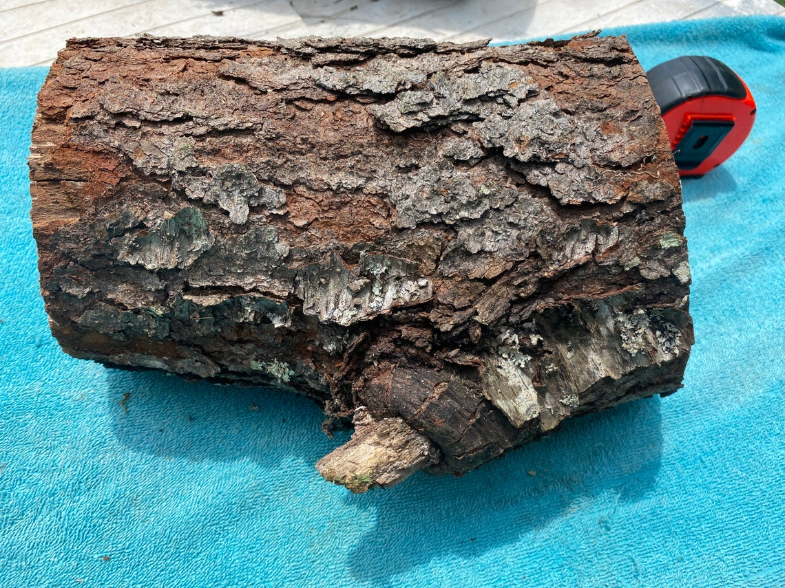 Cherry Wood Rough Cut Live Edge Single Log Untreated Burl - Etsy