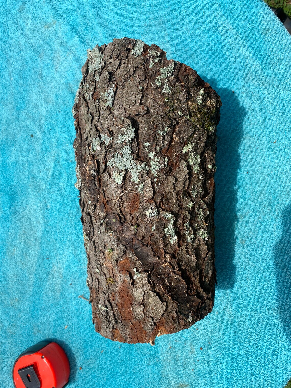 Cherry Wood, Rough Cut, Live Edge, Single Log Untreated, Burl - Etsy