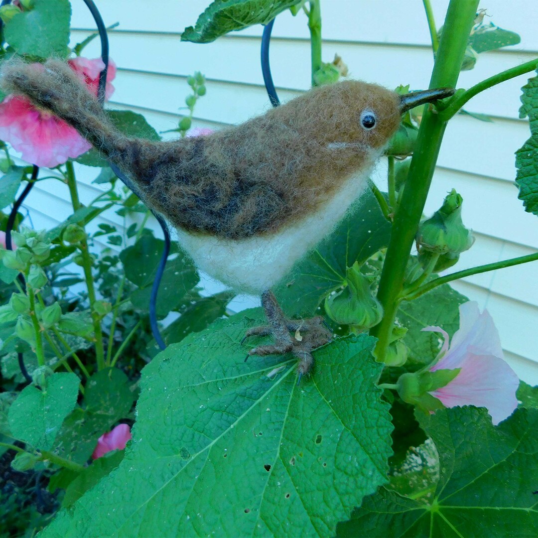 Very Cute House Wren - Etsy