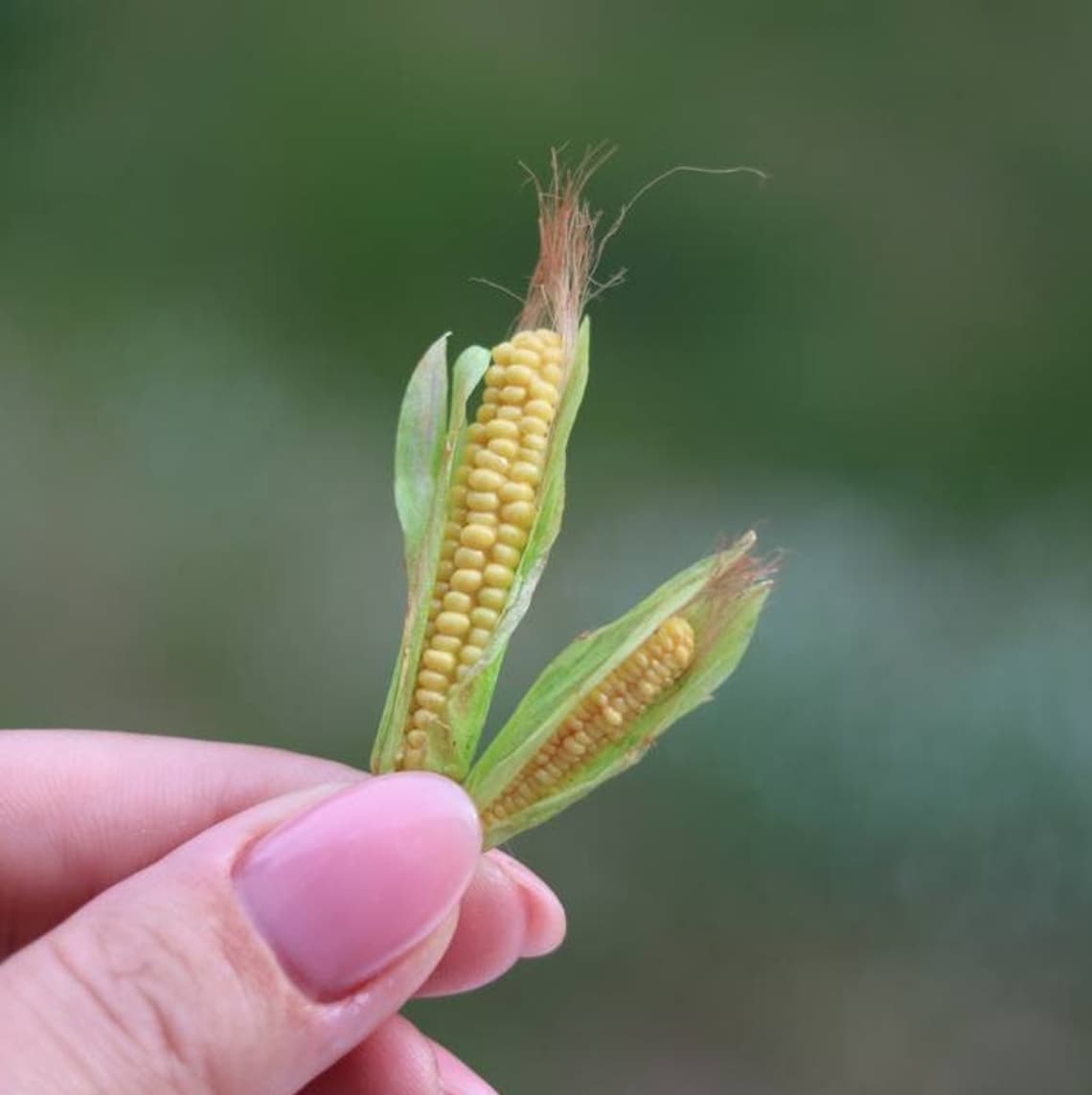 Miniature Corn , Dollhouse Food, Food for Dollhouse, Mini Food, Doll ...