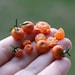Miniature Oranges, Dollhouse Food, Food for Dollhouse, Mini Food, Doll ...