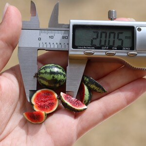Watermelon Set Miniature Watermelon Fruit Clay Mini Fruit Dollhouse ...