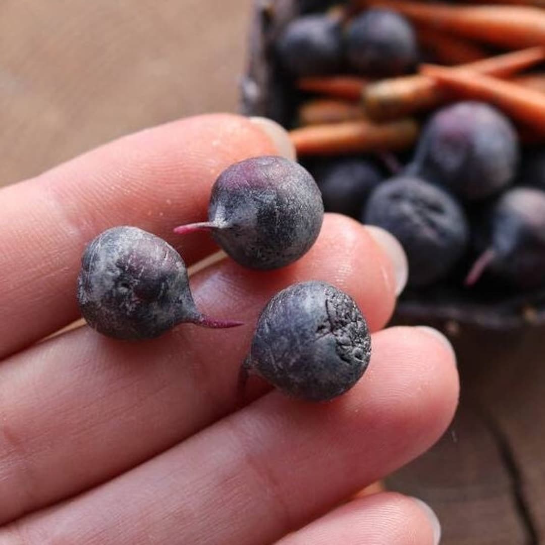 Mini Beet Vegetables for a Dollhouse in 1/6 Scale Miniature Polymer ...