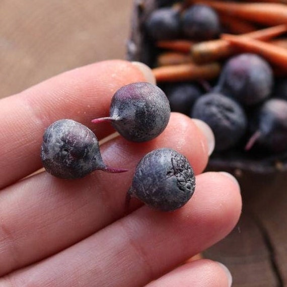 Mini Beet Vegetables for a Dollhouse in 1/6 Scale Miniature - Etsy