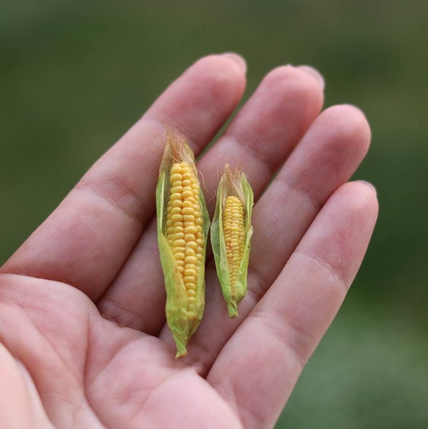 Miniature Corn , Dollhouse Food, Food for Dollhouse, Mini Food, Doll ...