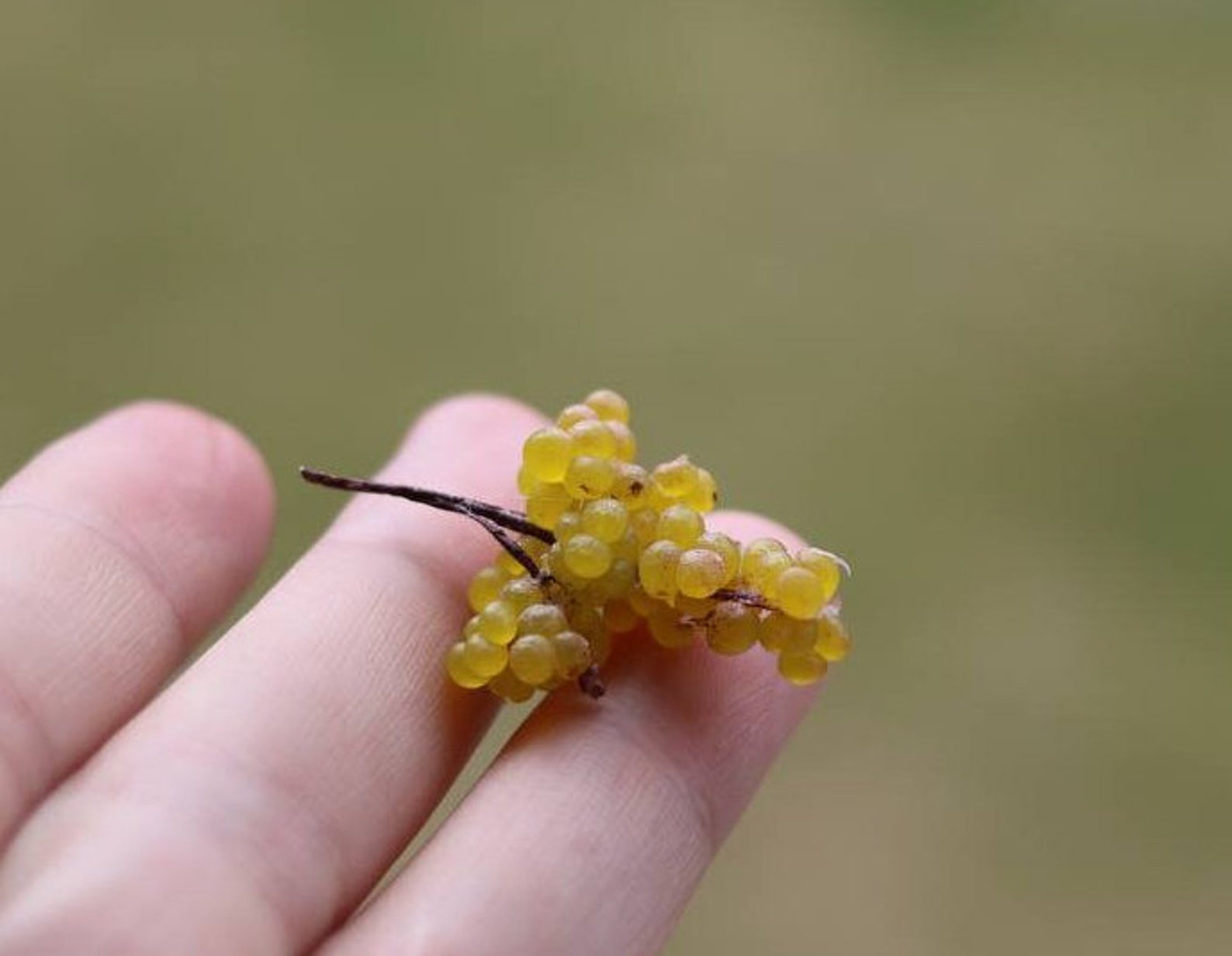 Miniature Grape for Doll Dollhouse Miniatures 1:6 Scale - Etsy