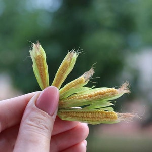 Miniature Corn , Dollhouse Food, Food for Dollhouse, Mini Food, Doll ...