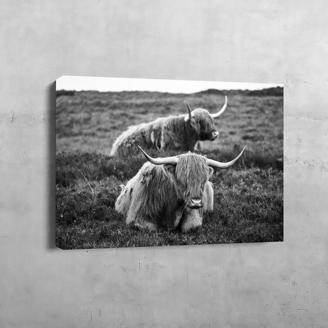 Highland Cow Wall Art, Farmhouse Canvas Gift, Cow Wall Decor, Oversize ...
