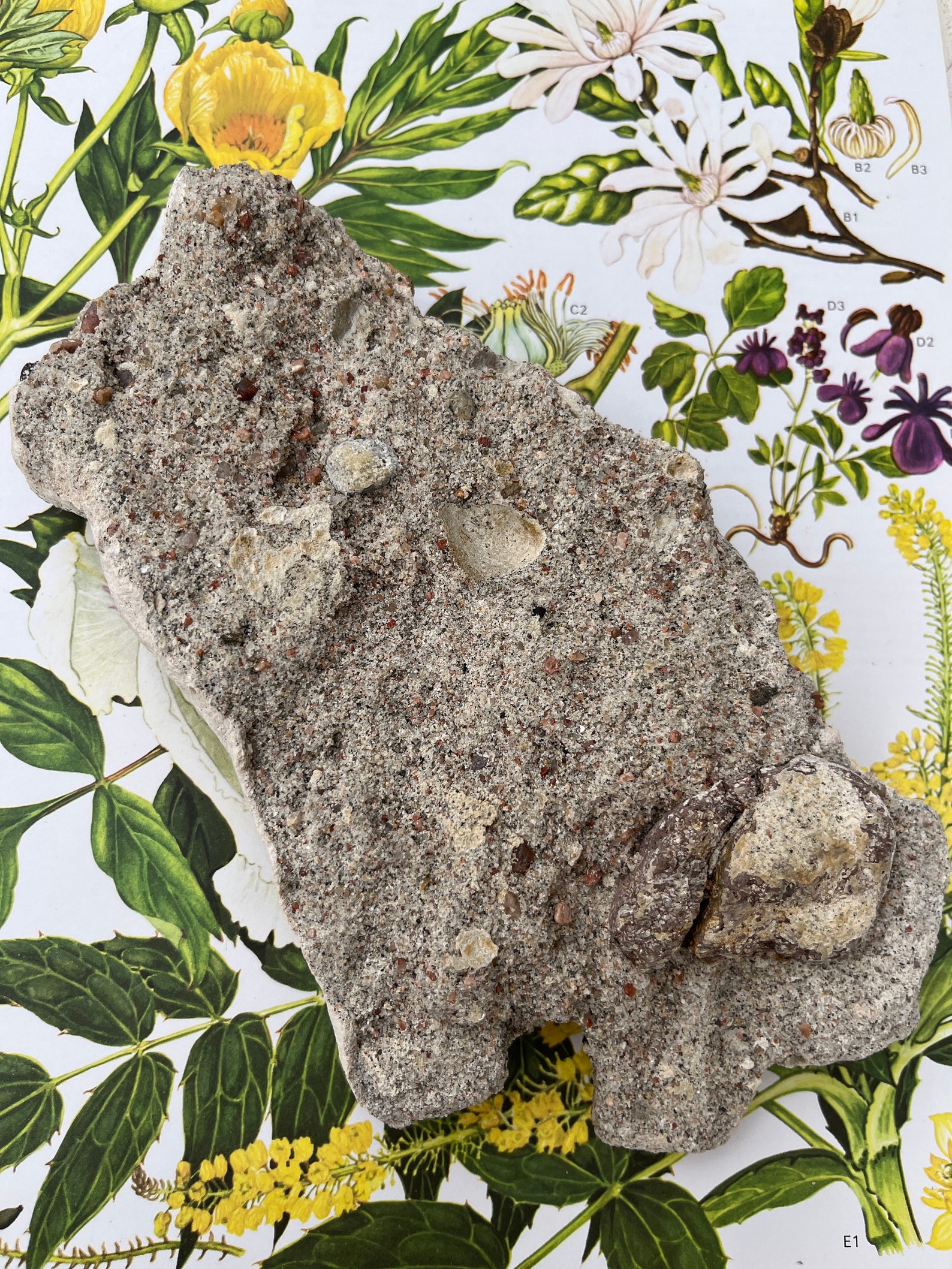 Native Coloradan Conglomerate Rock With Gems - Etsy