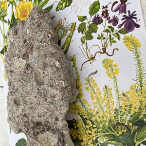 Native Coloradan Conglomerate Rock With Gems - Etsy