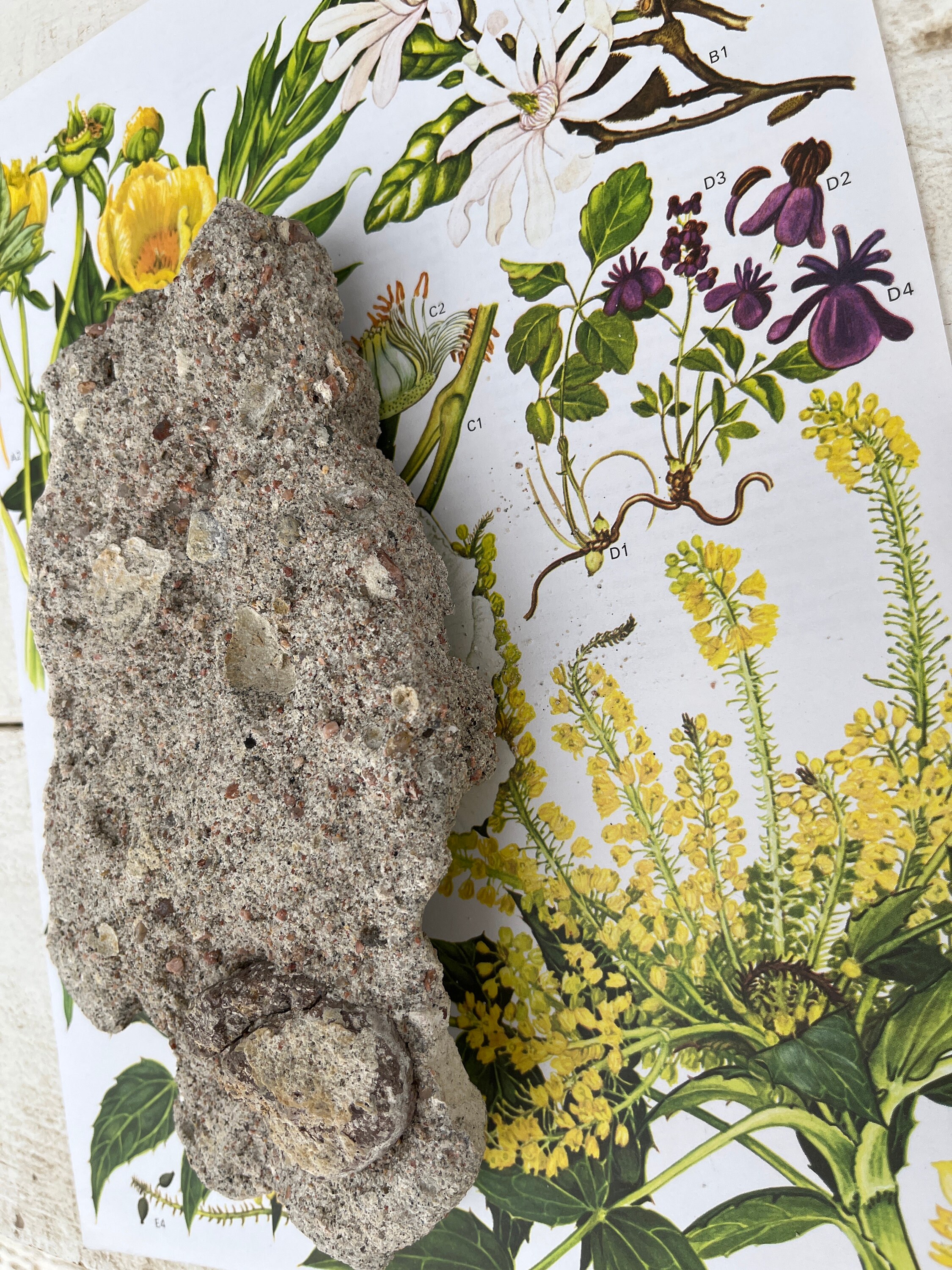 Native Coloradan Conglomerate Rock With Gems - Etsy