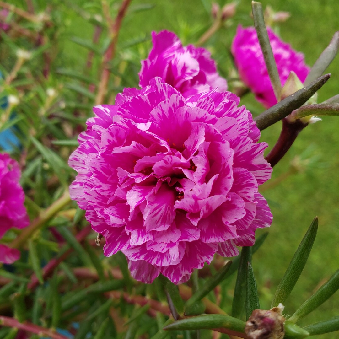 10 Unrooted Cuttings,peppermint Pink, Moss Rose ( Portulaca Grandiflora ...