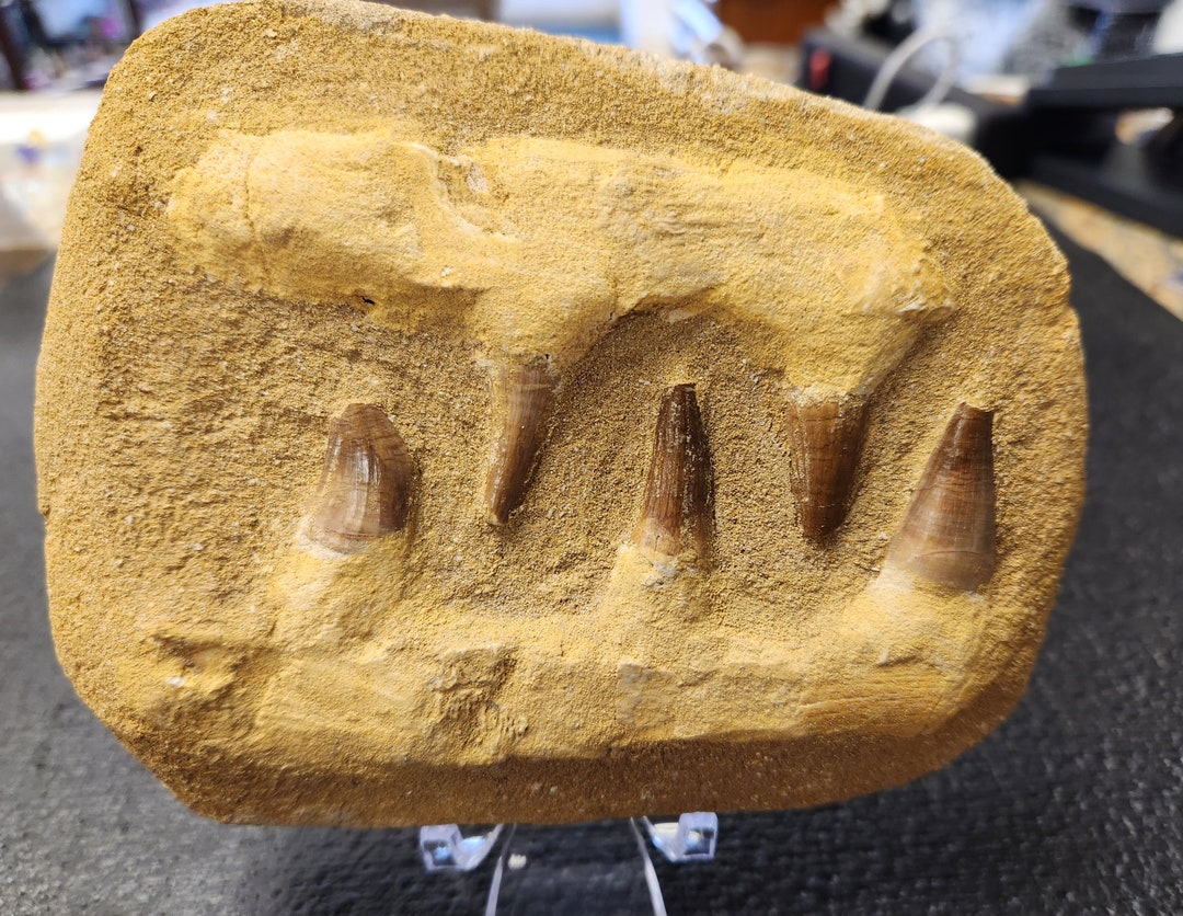 Mosasaur Teeth Fossil, Dinosaur Fossil, Unique Decoration - Etsy