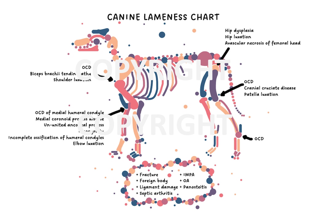 Canine Lameness Chart for Vets/students - Etsy