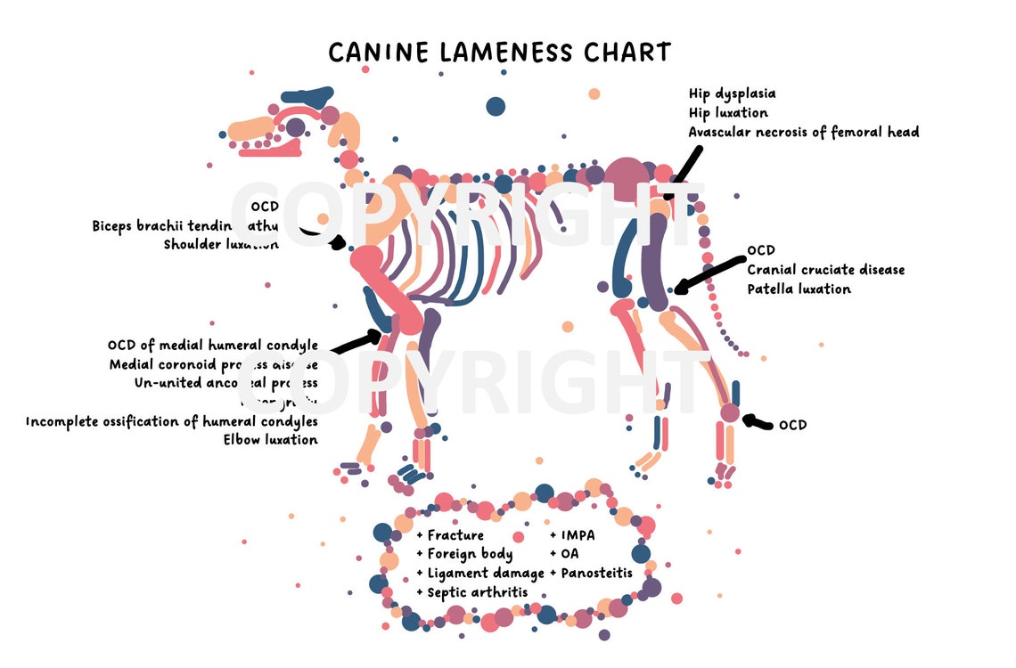 Canine Lameness Chart for Vets/students - Etsy