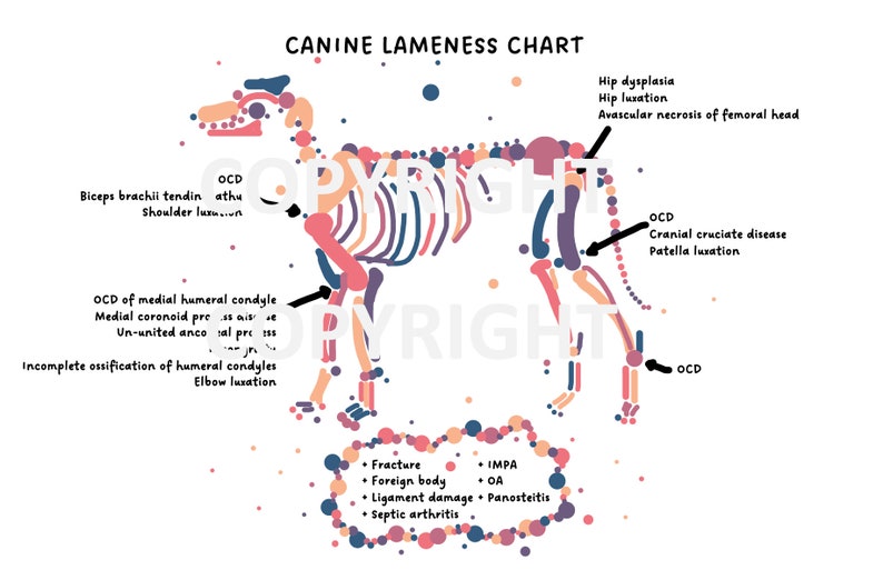 Canine Lameness Chart for Vets/students - Etsy