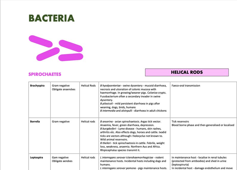 Veterinary Bacteria Cheat Sheet - Etsy