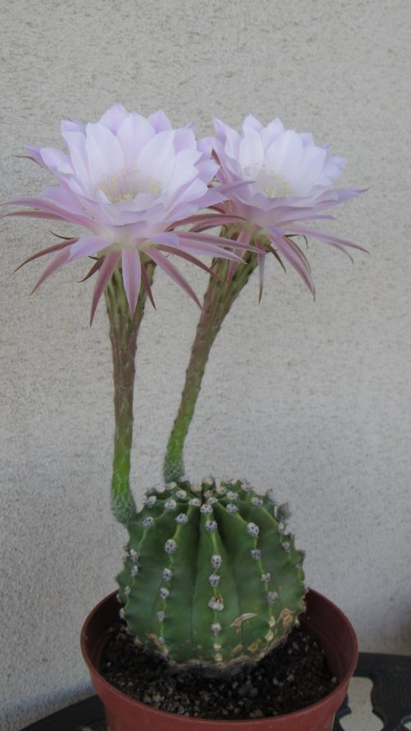 Easter Lily Cactus echinopsis Oxygona Live Plant 1 Inch Fully Rooted - Etsy