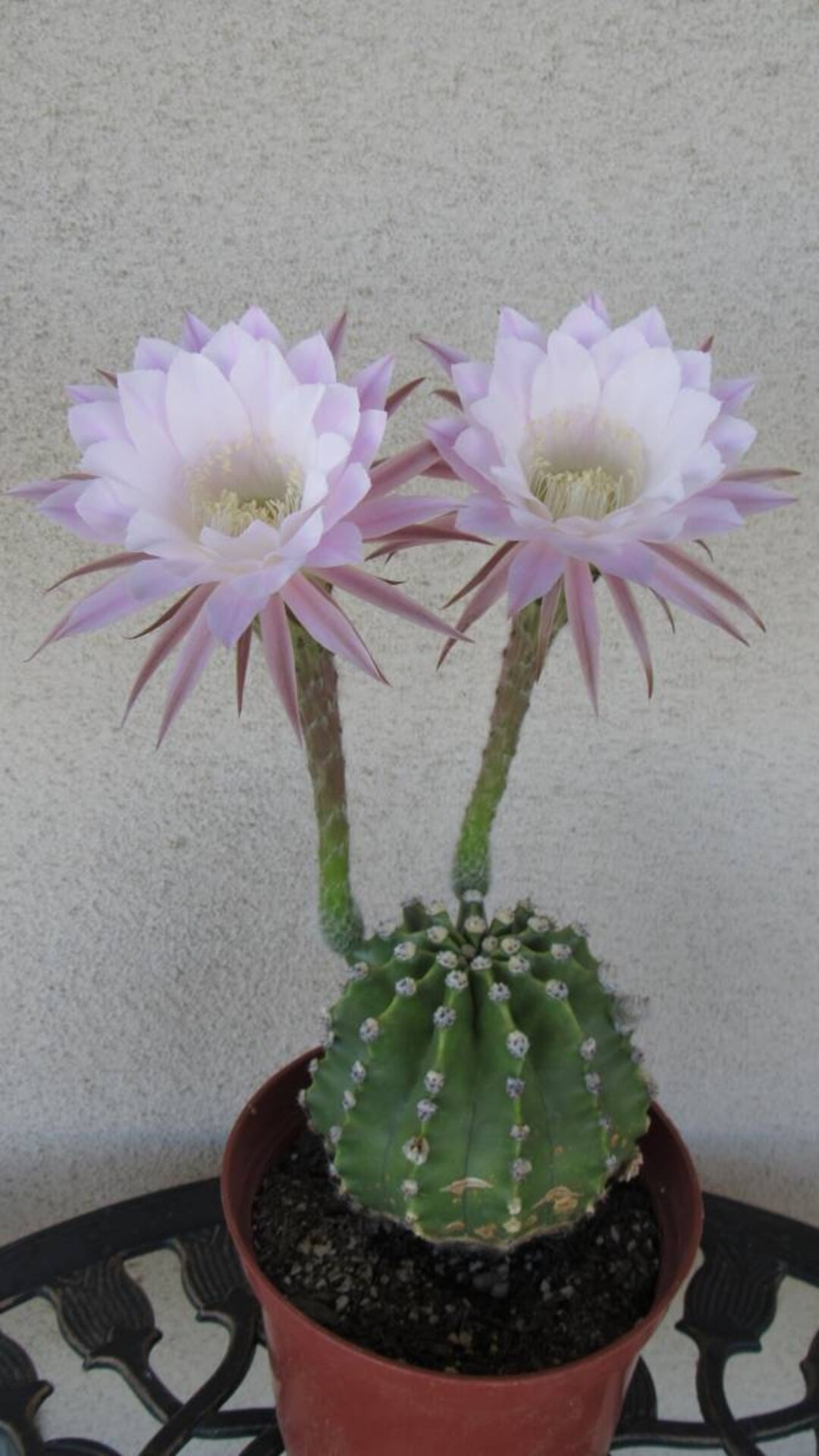 Easter Lily Cactus (echinopsis Oxygona) Live Plant 1 Inch Fully Rooted ...