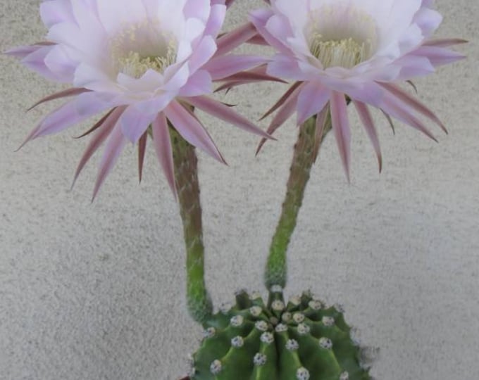 Easter Lily Cactus echinopsis Oxygona Live Plant 1 Inch - Etsy