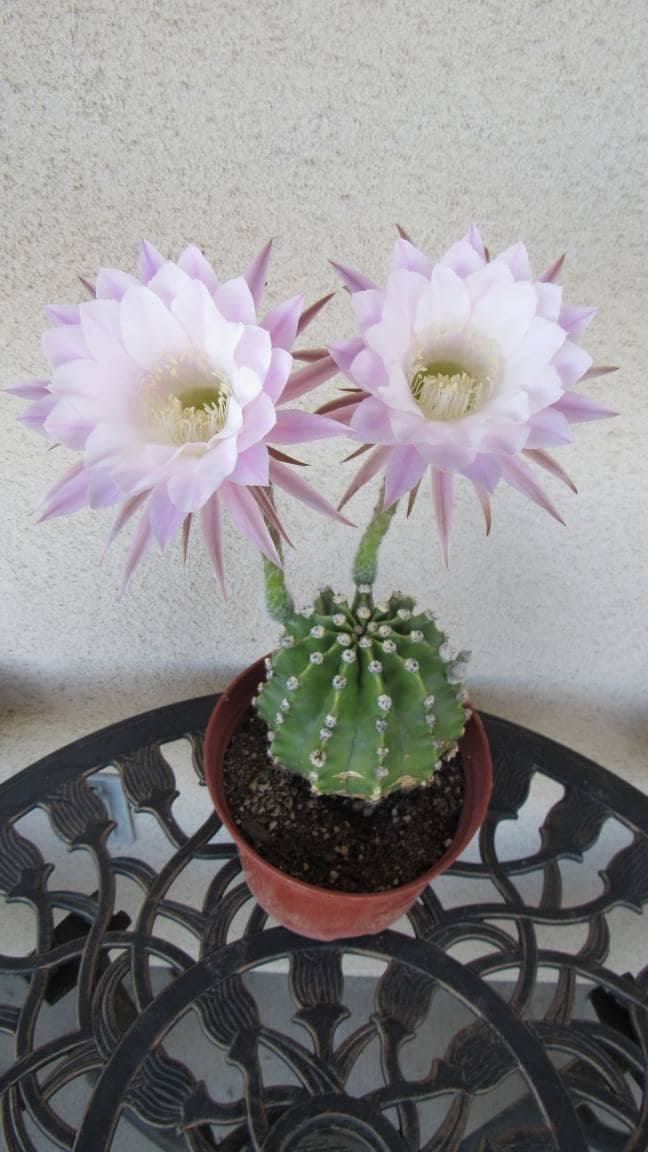 Easter Lily Cactus (echinopsis Oxygona) Live Plant 1 Inch Fully Rooted ...