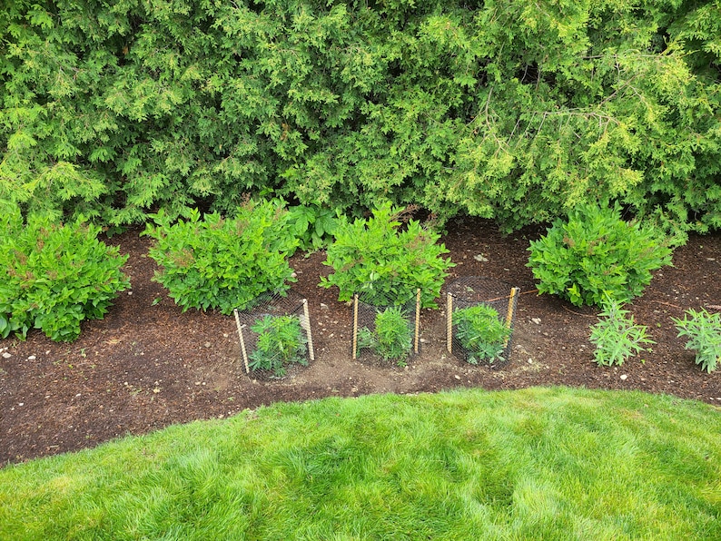 Bunny Rabbit Plant Protectors - Etsy