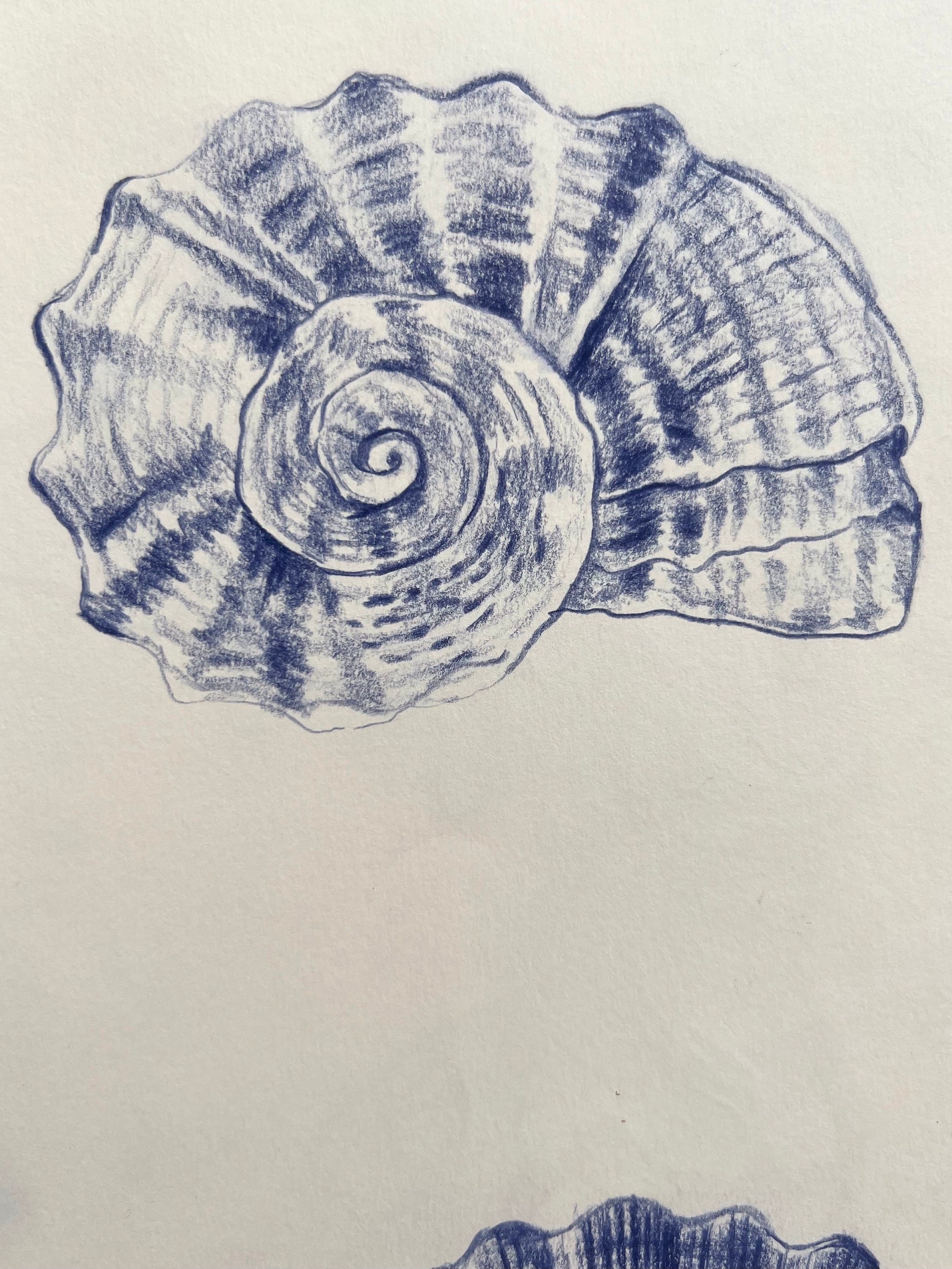 Seashells Drawing Mermaids and Sirens Series - Etsy