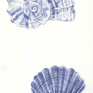 Seashells Drawing • Mermaids and Sirens Series - Etsy