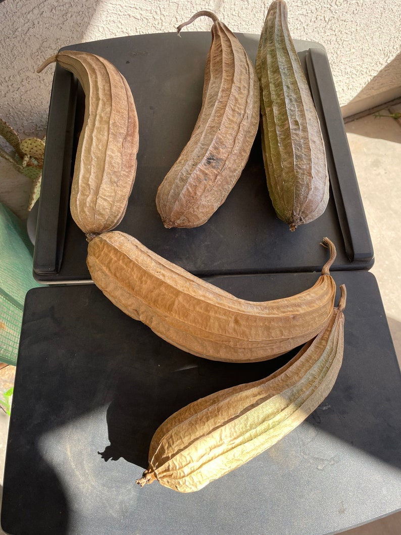 Loofa/lufa Gourd Seeds - Etsy