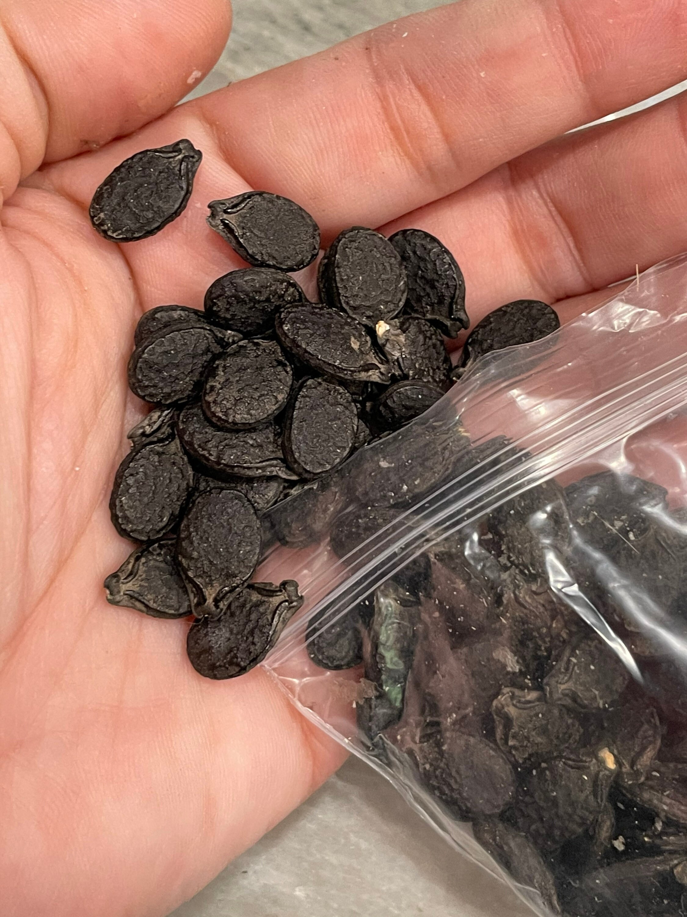 Loofa/lufa Gourd Seeds - Etsy