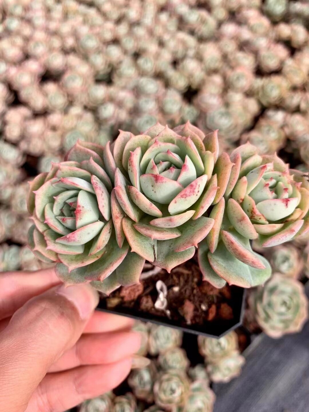 Echeveria 'claudia' Rose Holiday Gift Indoor/outdoor - Etsy