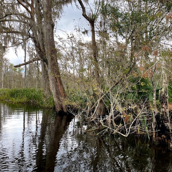 Swamp Backdrop - Etsy