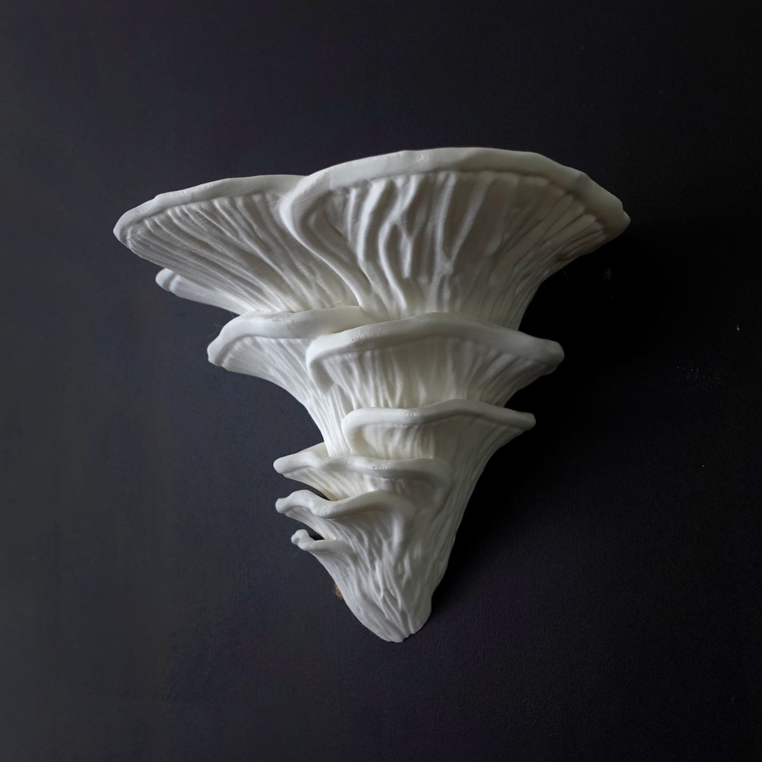 Mushroom Shelf Djamor Fungus Wall Mounted Shelves Fungus Etsy