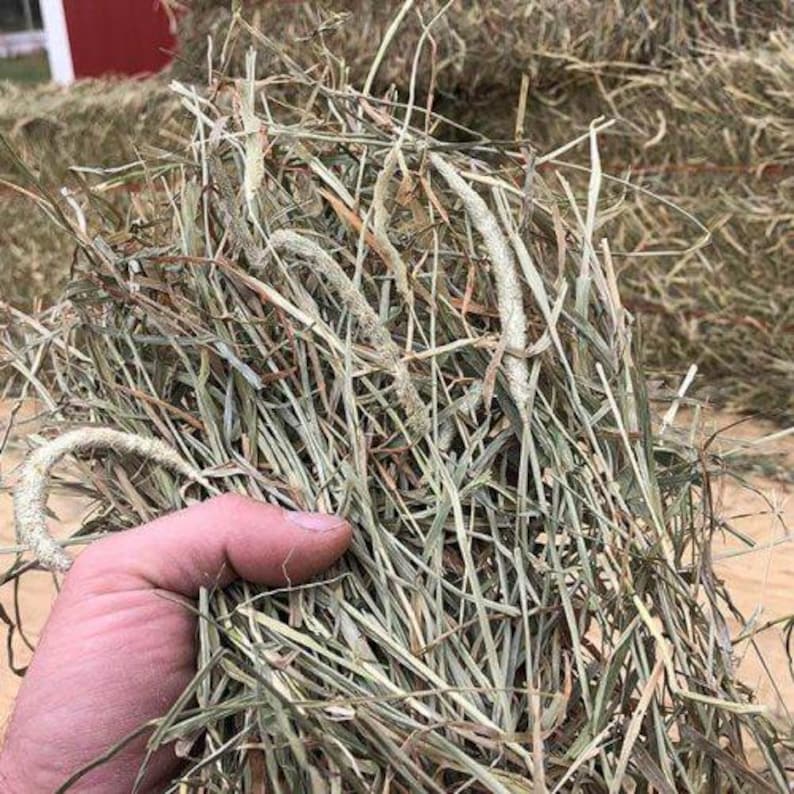 5lbs Premium Fresh Hay for Rabbits, Guinea Pigs & Small Pets | Orchard ...
