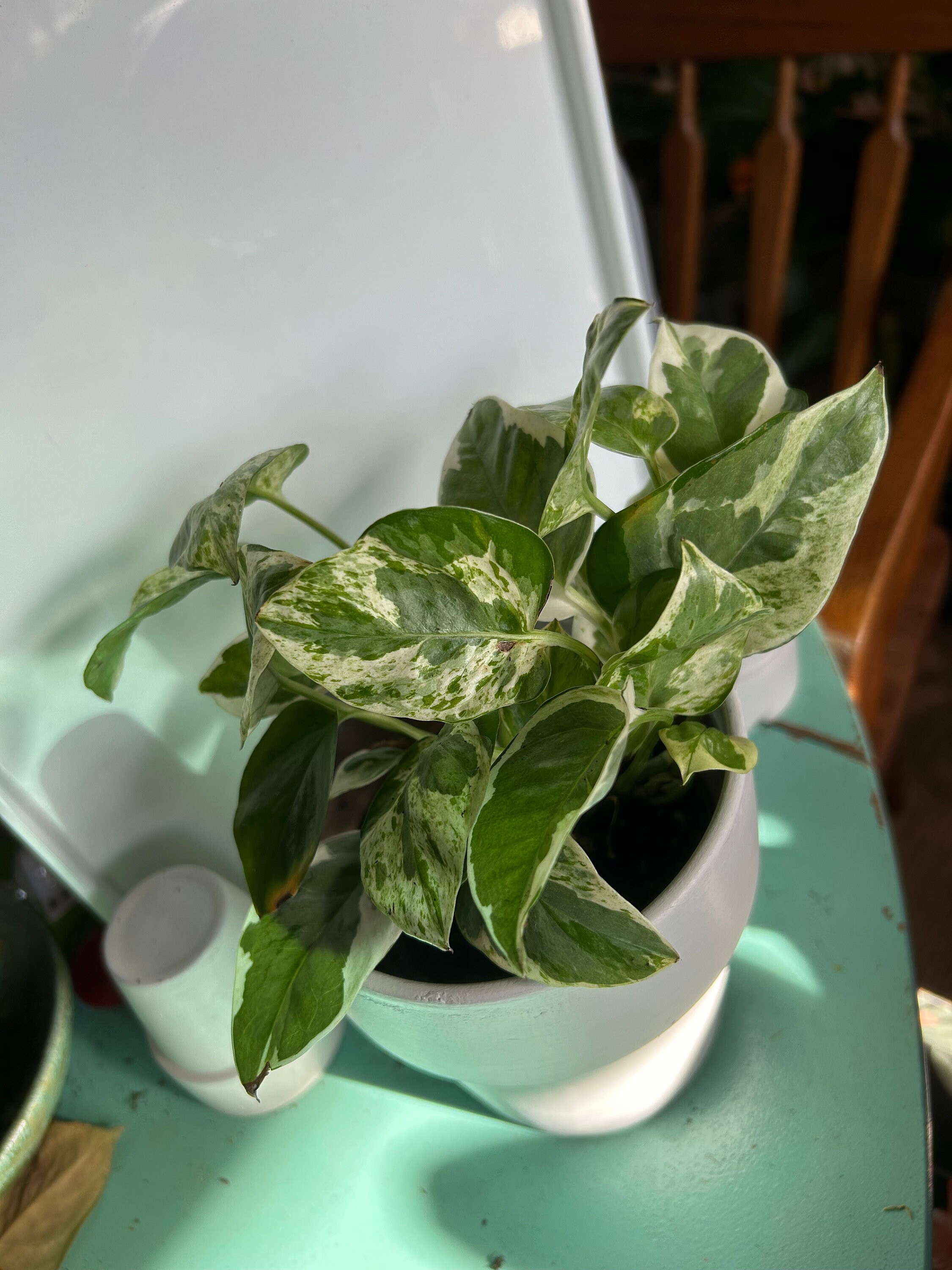 Rare Manjula Pothos Plant Rooted and Ready for Radiance - Etsy