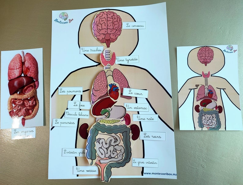 Montessori Activity of the Internal Organs of the Human Body A3 Format ...