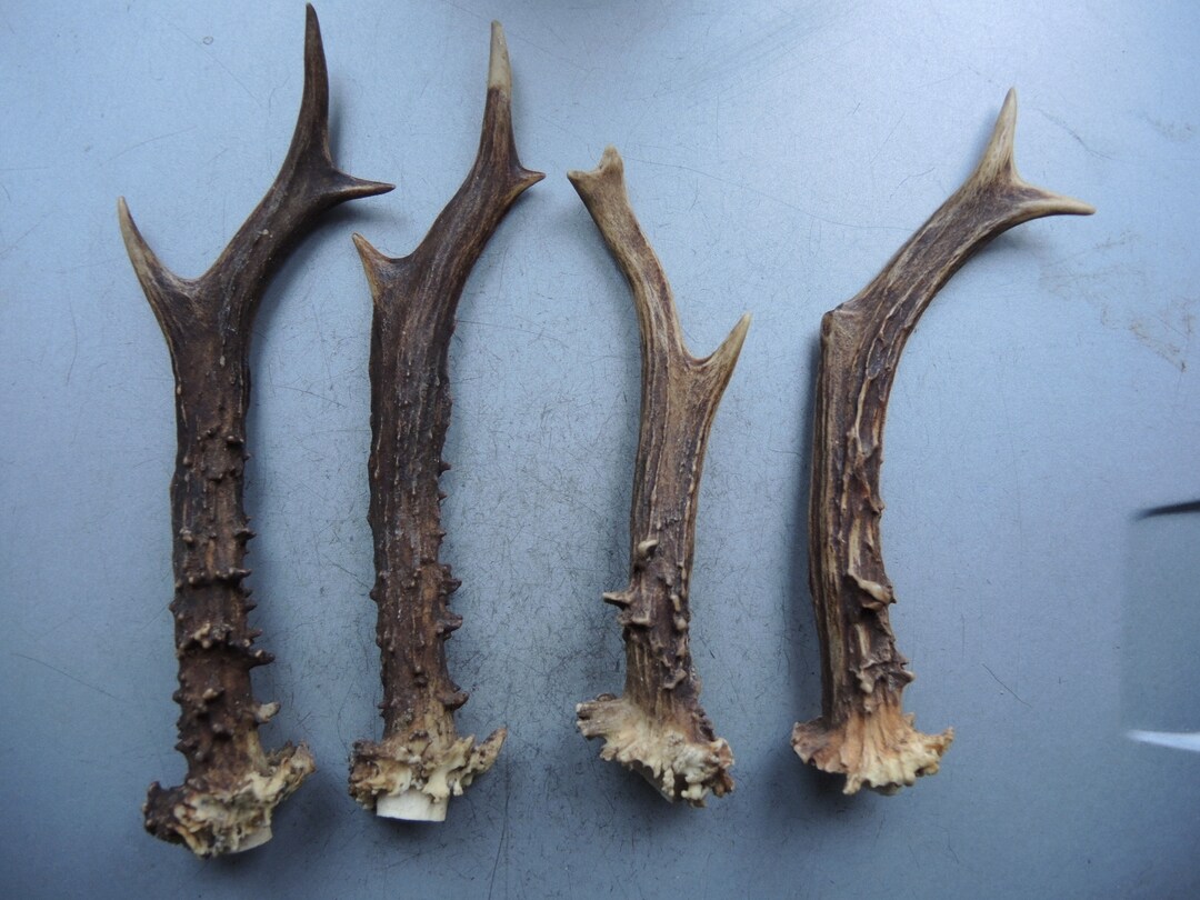 Two Sets of ROE ANTLERS From a Head / Deer Horn / Natural Roe Deer ...