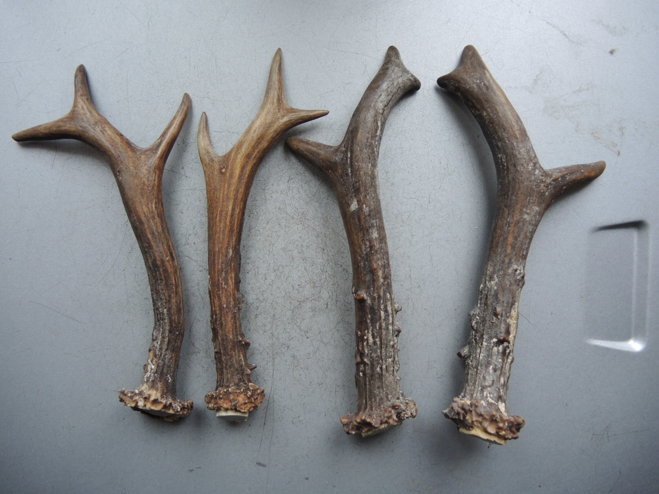 Two Sets of ROE ANTLERS From a Head / Deer Horn / Natural Roe - Etsy