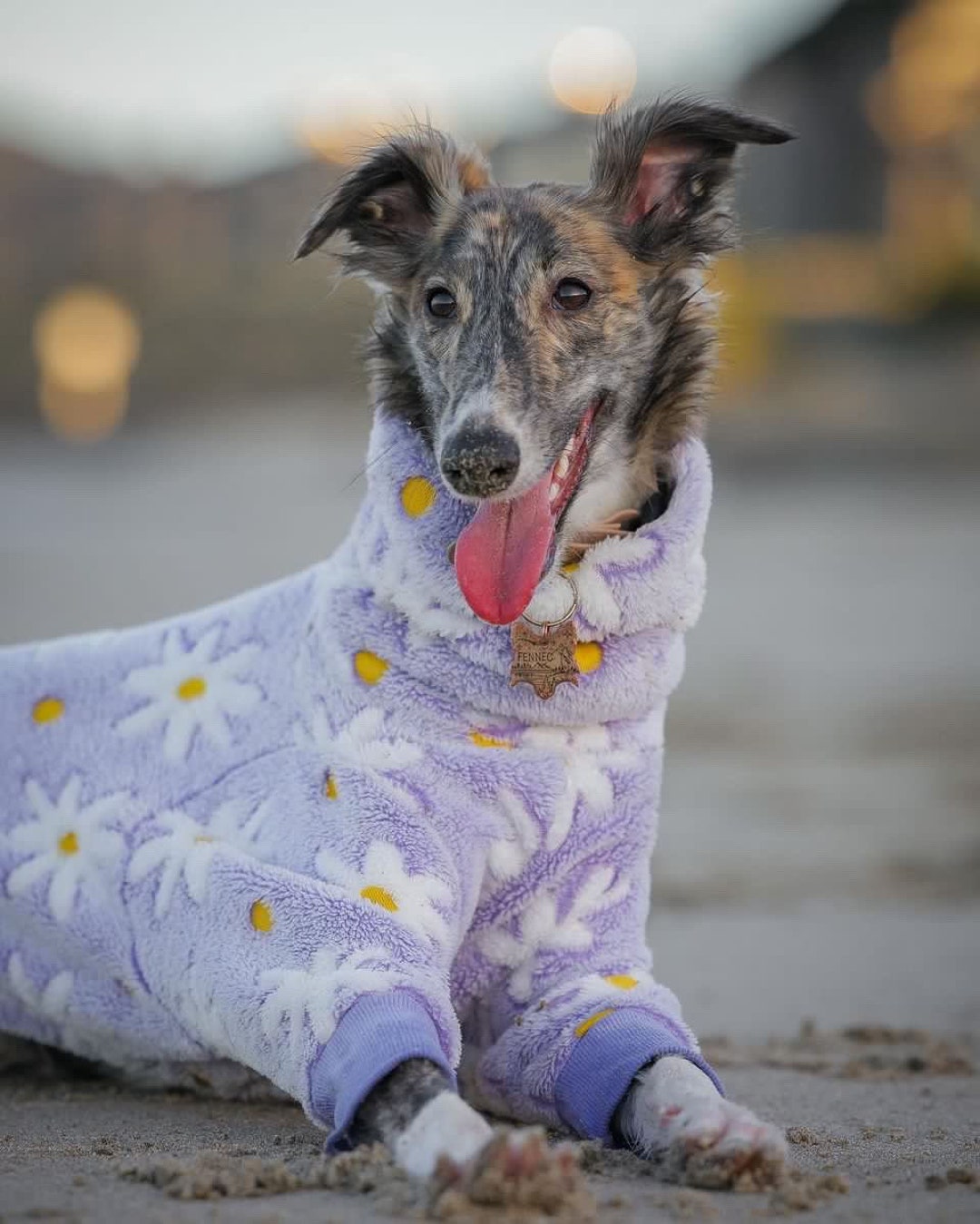 READY TO SHIP Purple Daisies Fur Onesie italian Greyhound, Whippet ...