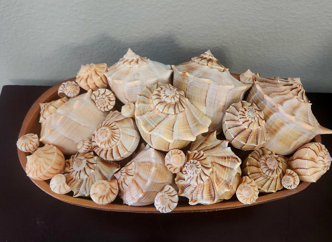 Shell Organized Container Beach Decor - Etsy