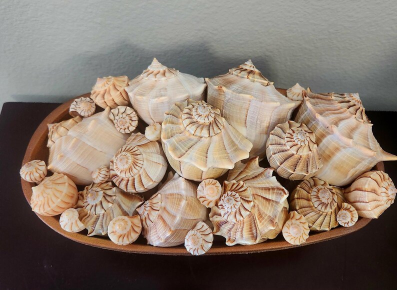 Shell Organized Container Beach Decor - Etsy