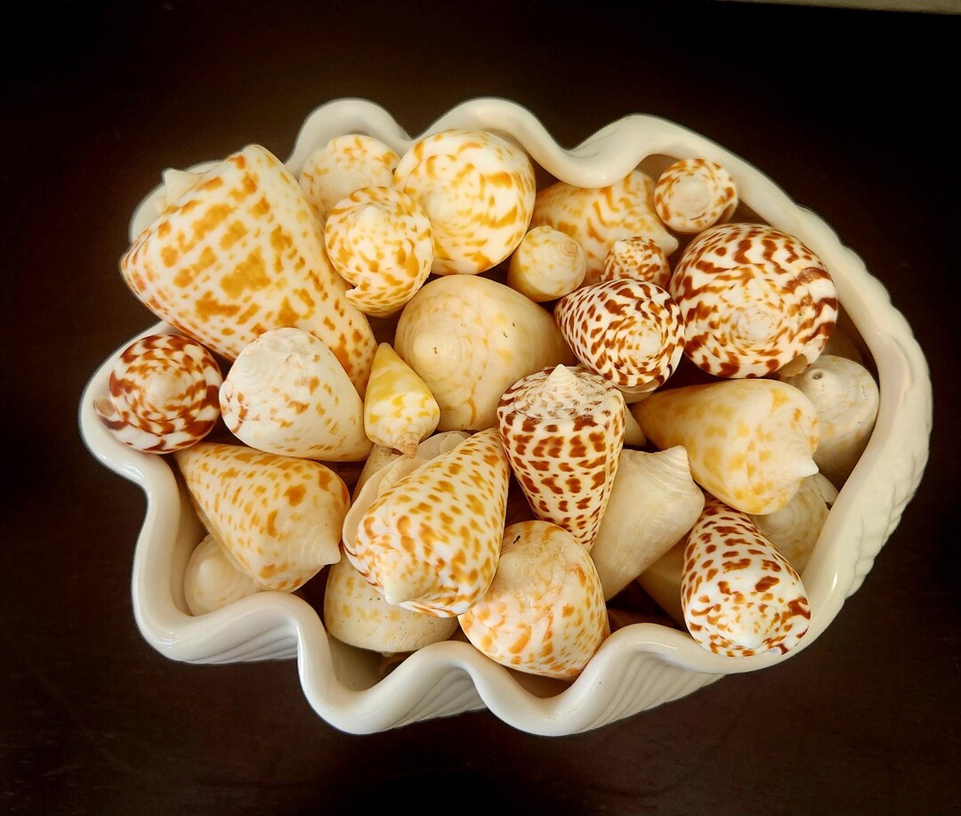 Organized Beach Shell Container Decor - Etsy