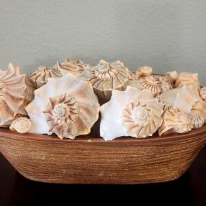 Shell Organized Container Beach Decor - Etsy