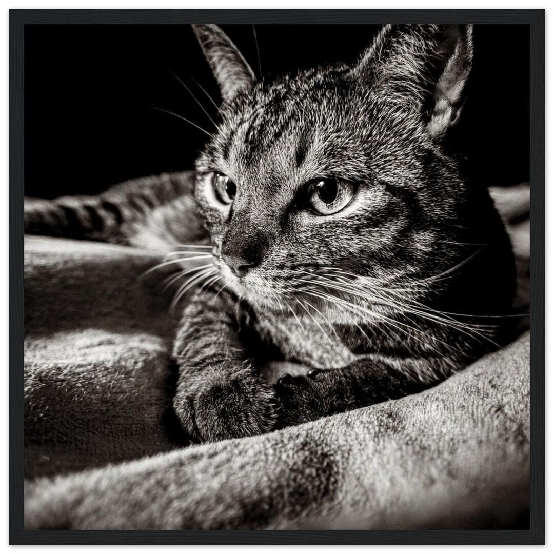 Black and White Cat Poster With Wooden Frame, High-quality Print on ...