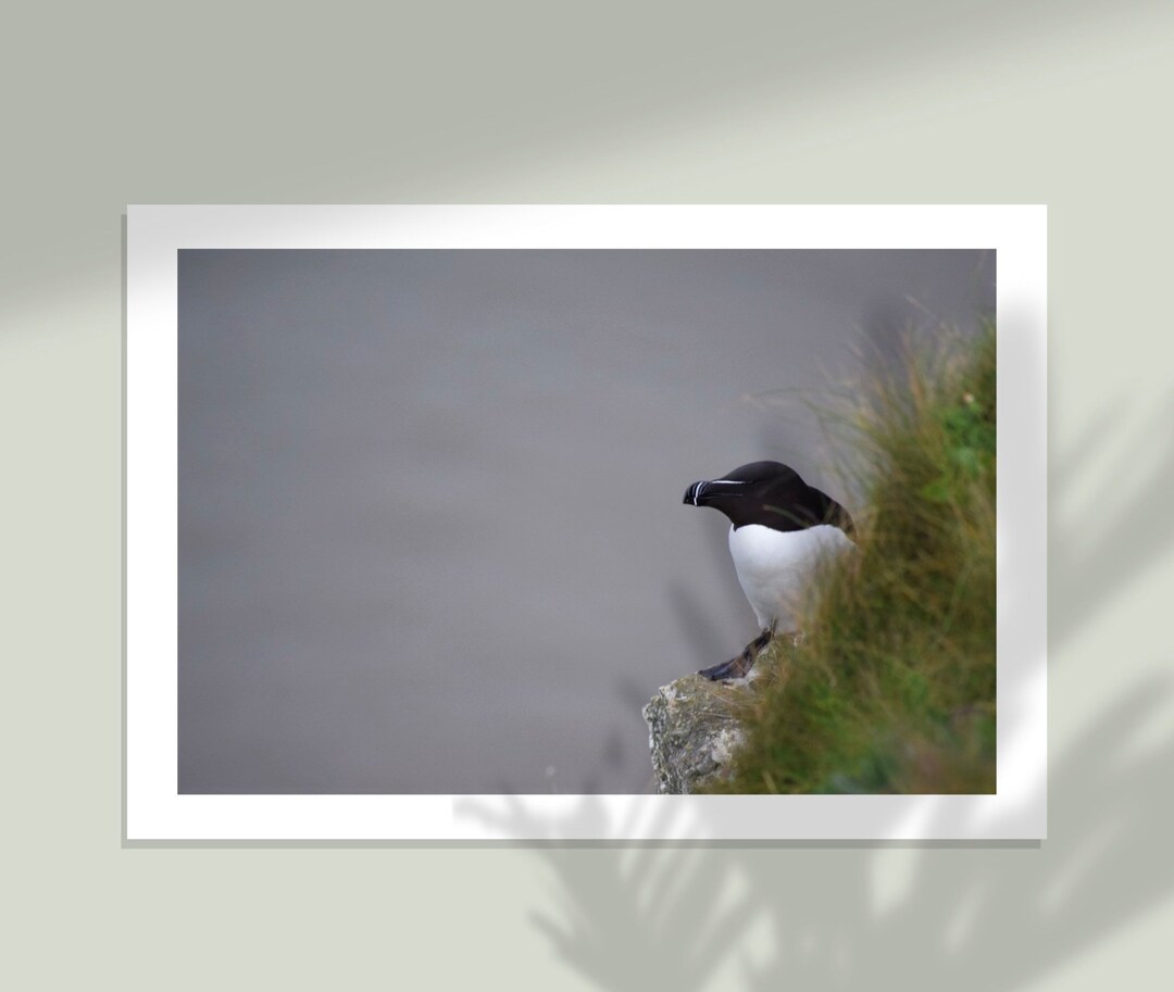 Razorbill Bird Digital Download, Instant Download, Wall Art, Wall Decor ...