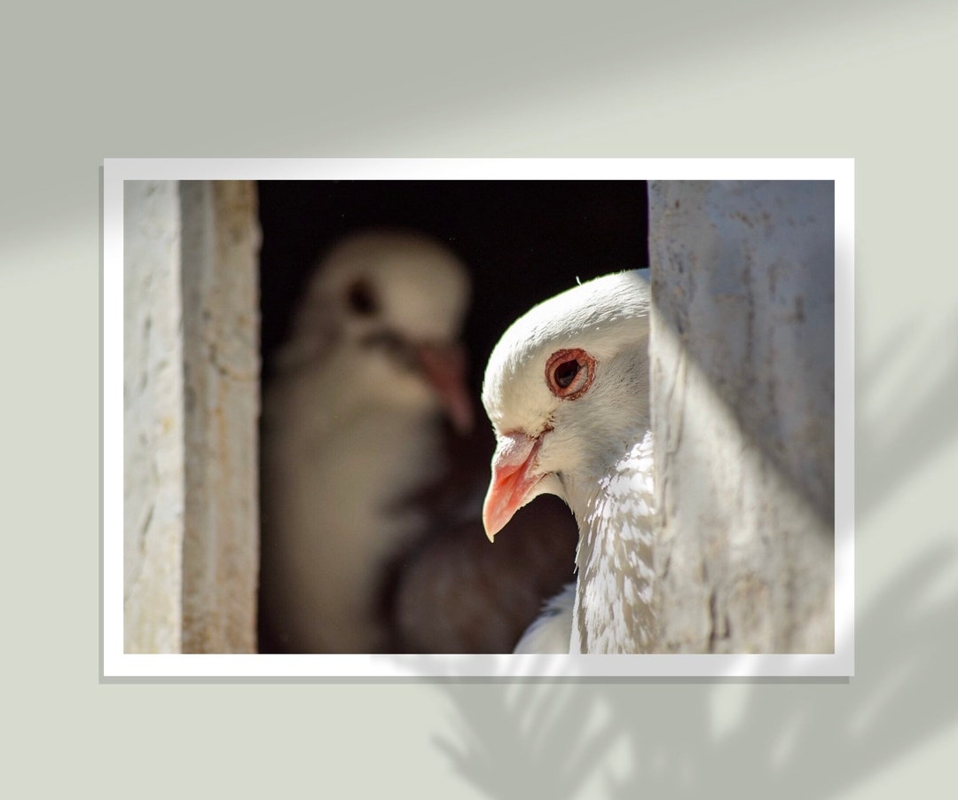 White Doves Digital Download, Instant Download, Wall Art, Wall Decor ...